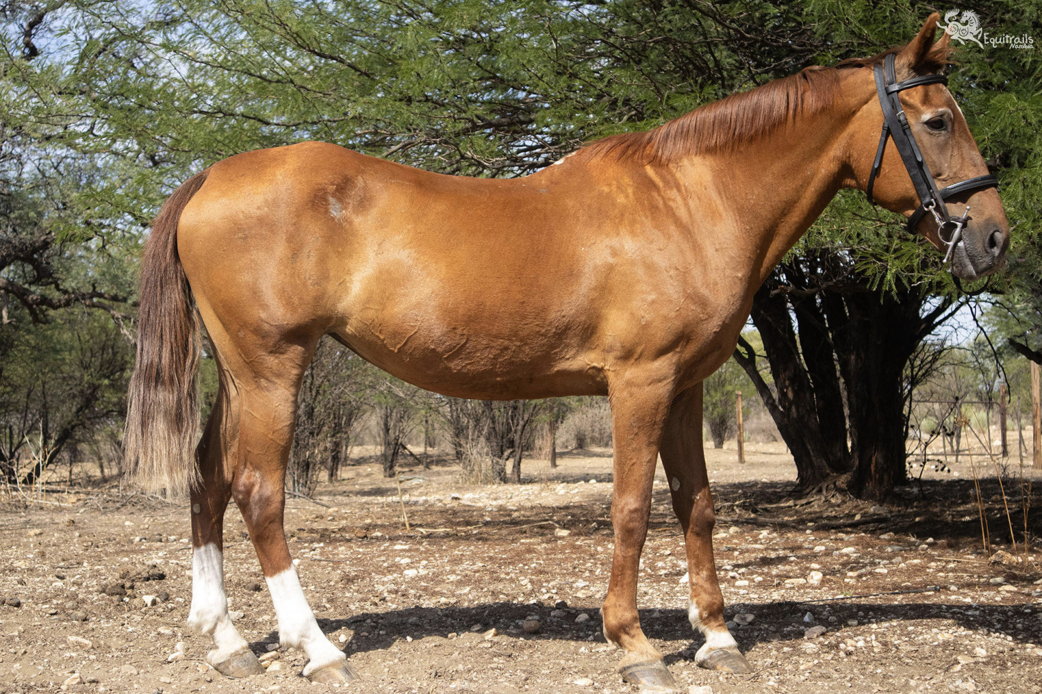 Equitrails Namibia - Shashe